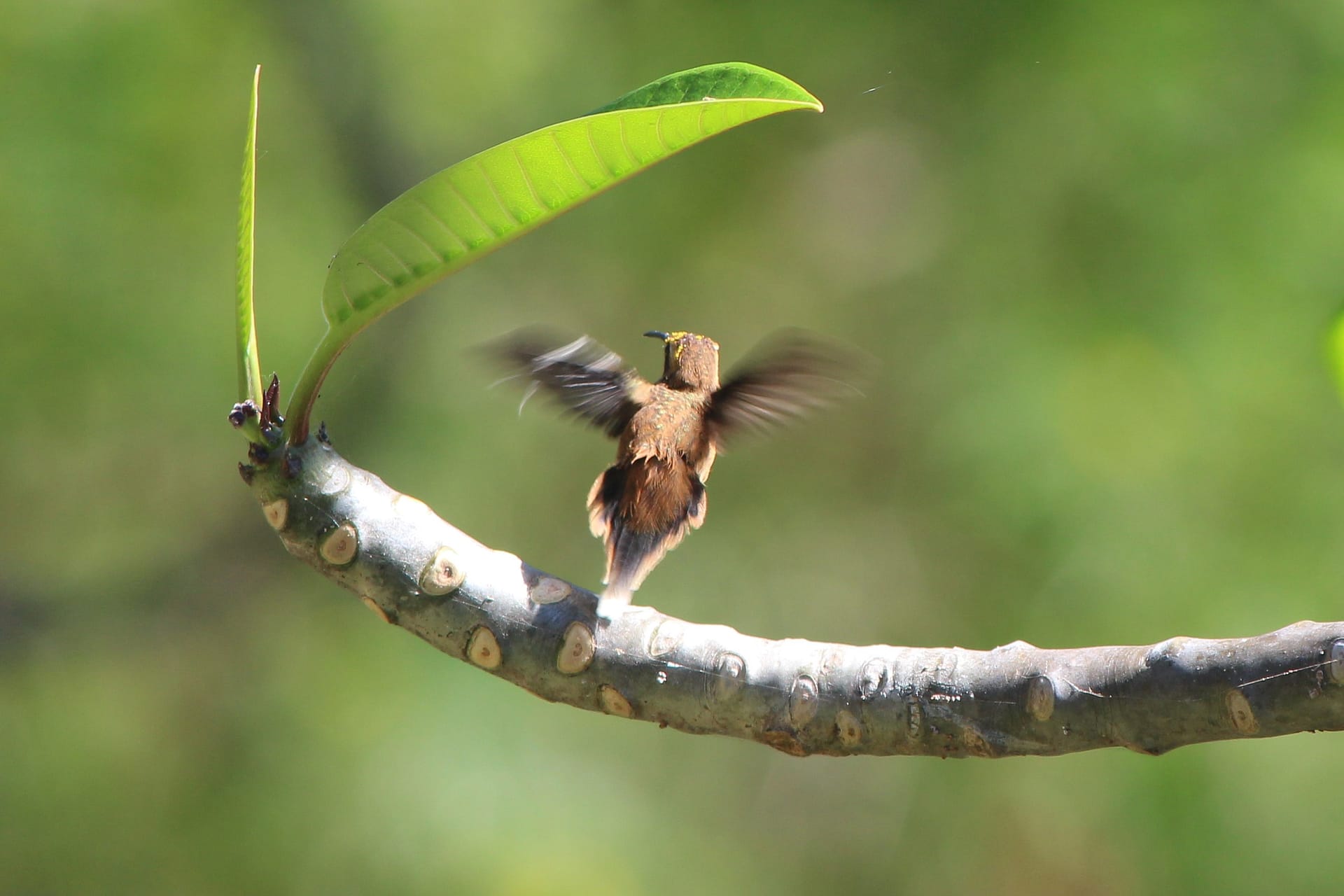 Home [www.nicaunica.com]