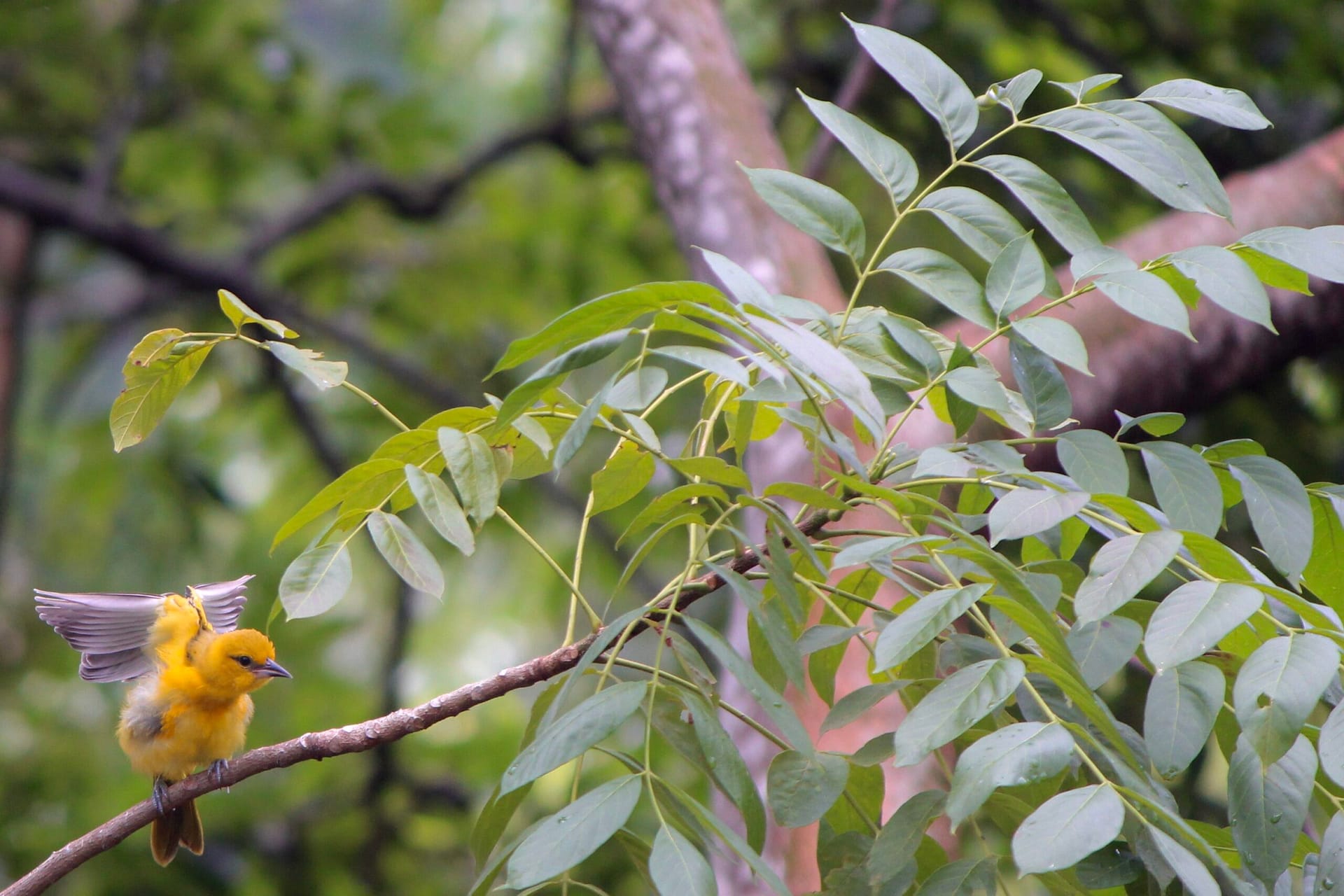 Home [www.nicaunica.com]